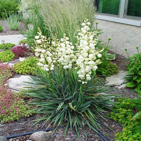 Adams Needle Yucca For Sale The Tree Center