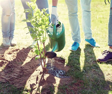 Benefits Of Planting More Trees