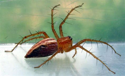 Oxyopes Sp Sg Tawau 2 貓蛛新種之二