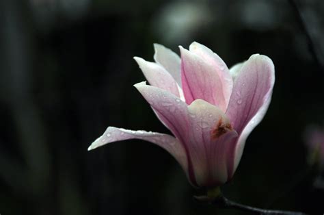 上海市花 白玉兰花 尼康 D90 样张 Pconline数码相机样张库