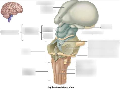 Brain Stem Diagram Quizlet