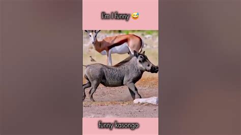 Kasongo Yeye Youtube