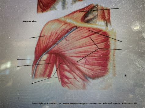 Structural Anatomy Shoulder Exam Diagram Quizlet