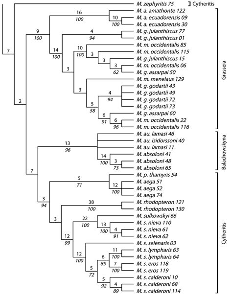 Continuation Of Fi G 4 Strict Consensus Tree From The Maximum Download Scientific Diagram