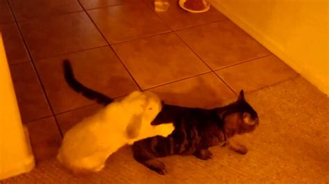 Bunny Humps Kitty Youtube