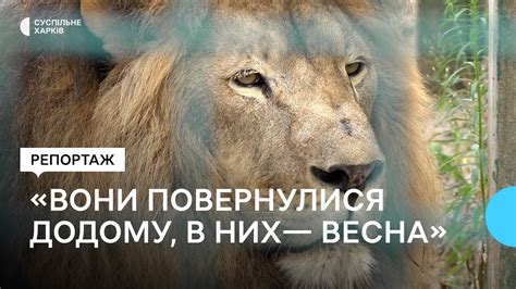 Родину левів з левенятами повернули до харківського екопарку з