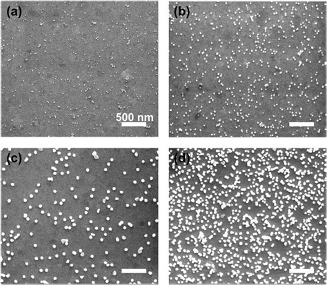 A Sem Image Of Au Nps Self Assembled Onto The Quartz Substrate Coated