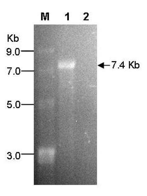 Analysis Of In Vitro Generated Rna Transcripts By Agarose Gel