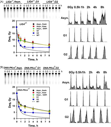 Rejoining Of Ir Induced Dsbs In Lig4 −− And Dna Pkcs −− Mefs Other
