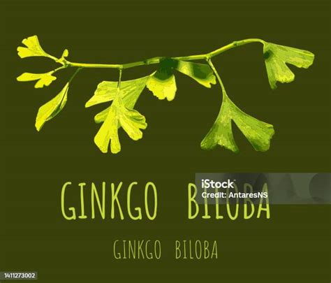 신선한 밝은 녹색 은행나무 Biloba 잎의 그림 은행나무의 가지 0명에 대한 스톡 벡터 아트 및 기타 이미지 0명 건강