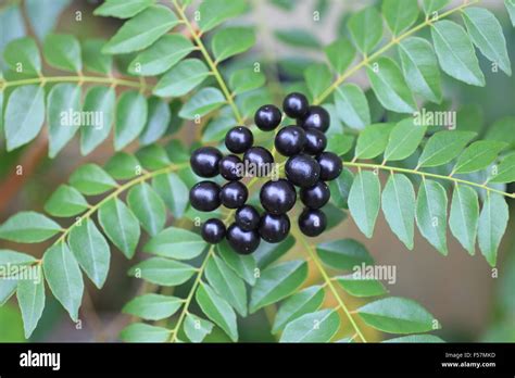 Murraya Koenigii Seeds Curry Leaf Plant Seeds Murraya Koenigii 40