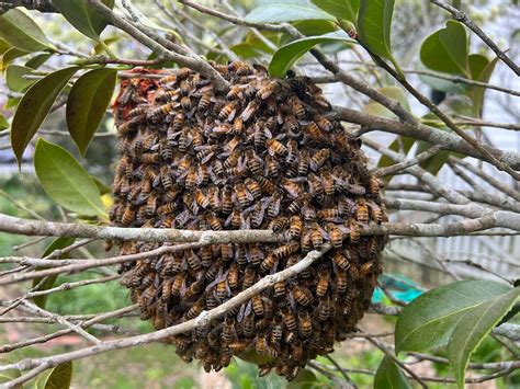 Why Do Bees Swarm