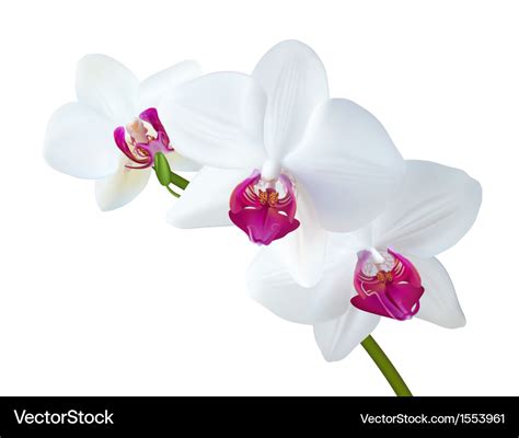 White Orchid Royalty Free Vector Image Vectorstock