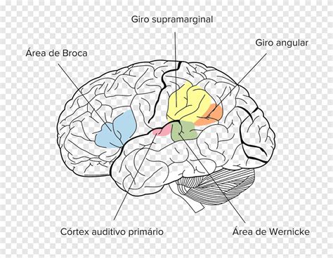 Angular Gyrus