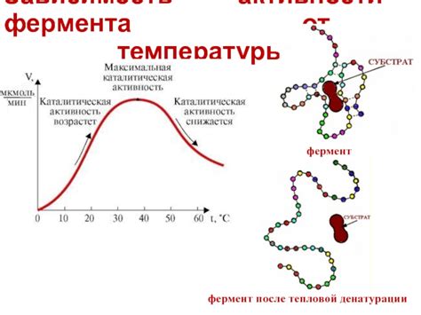 Строение и функции белков. Ферменты