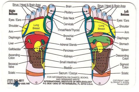 Original Ingham Method Foot Wall Chart A1 Reflexology