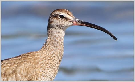 Whimbrel