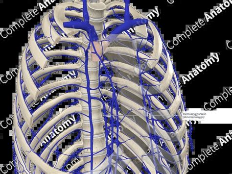 Hemiazygos Vein Complete Anatomy