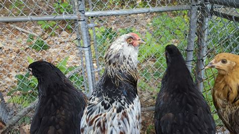 Easter Egger Rooster Or Hen Backyard Chickens Learn How To Raise