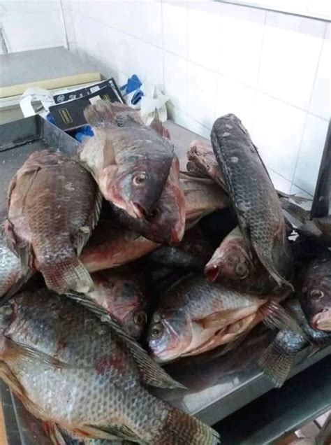 Peixe Pende Rio Zambeze Paisagens De Mocambique Facebook