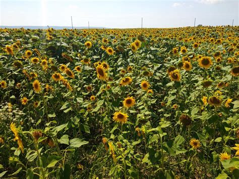 396 Best Sunflower Field Images On Pholder Earth Porn Pics And
