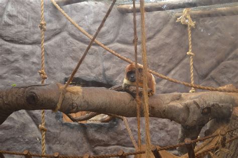 2240x1400 Monkey Wallpaper For Desktop Coolwallpapersme