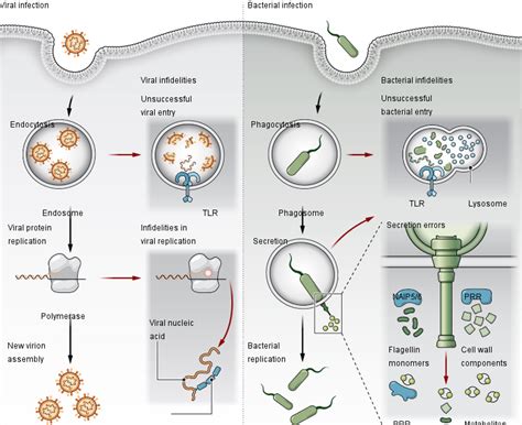 Infection Infidelities Drive Innate Immunity Science