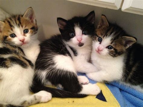 Thinking Of Getting A Kitten Team Cat Rescue