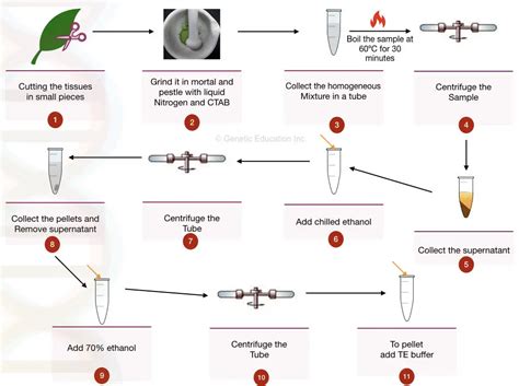 Ctab Dna Extraction Buffer For Plant Dna Extraction