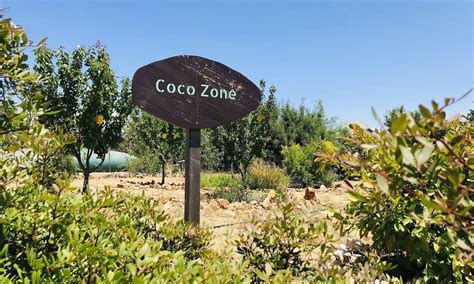 Coco Zone From Terrible Soil To Food Forest Orchard Of Flavours