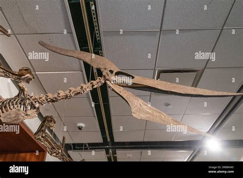 Rare Flying Pteranodon Dinosaur Fossil On Display For Sothebys Live