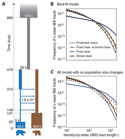 Demographic Inference Joint Demographic Model For Polar Bear And North Download Scientific