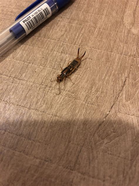 This Bug That My Sibling Claimed “attacked Her” Found In Israel R