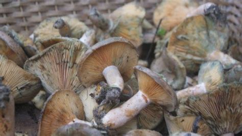 Hongos Silvestres Qu Variedades Hay Y C Mo Recolectarlos