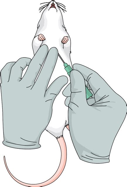 Rat Intracardiac Puncture Figure Science Figures