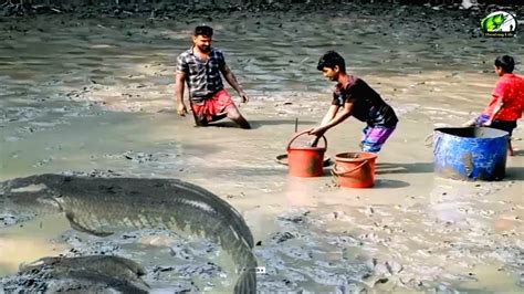 দেখুন কত মাছ ধরল New Fishing Video Big Fish Hunting Life 2023