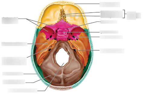 Human Skull Superior View Diagram Quizlet
