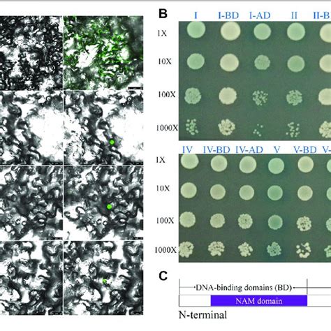 Subcellular Localization And Transcriptional Activation Assay Of