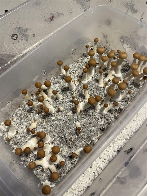Grown In Peat Moss Mixed With Perlite Rshrooms