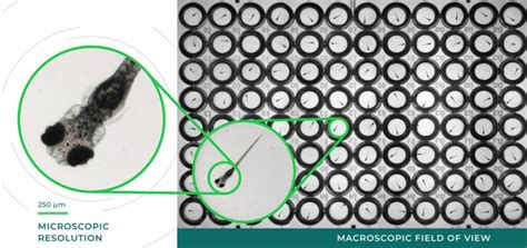 Multi Camera Array Microscope Invision News