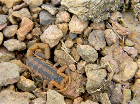 How To Keep Scorpions Away From Your Home • Abc Scapes Inc
