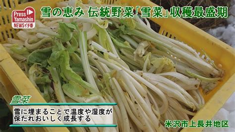 雪の恵み伝統野菜雪菜収穫最盛期 米沢市上長井地区 YouTube