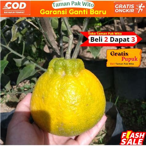 Jual Pohon Bibit Jeruk Dekopon JEPANG Super Jumbo Cepat Berbuah