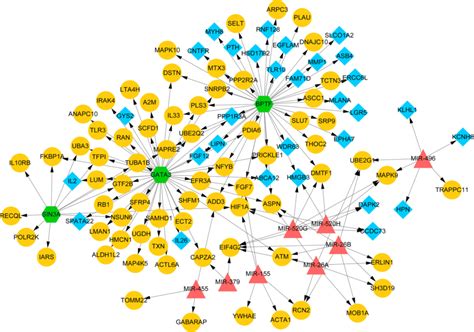 The Integrated Regulatory Network Yellow Circles Blue Diamonds Green