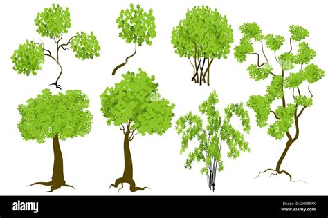 Vector Trees Isolated On White Background Vector Trees Set Image