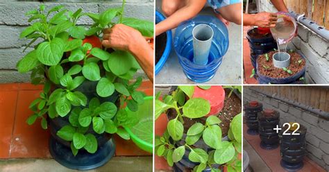 รวมไอเดีย การ Diy ขวดพลาสติก เป็นแปลงผักสวยๆ