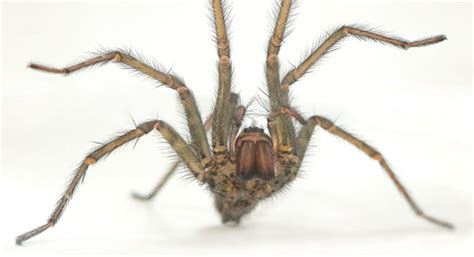Eight Legged Love Surrey Wildlife Trust