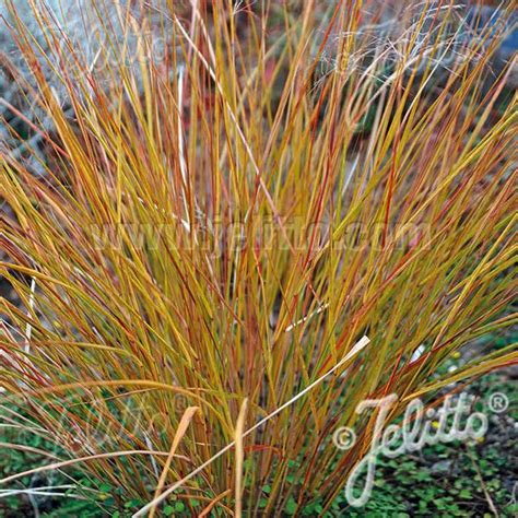 Prydgress Botanisk Verden