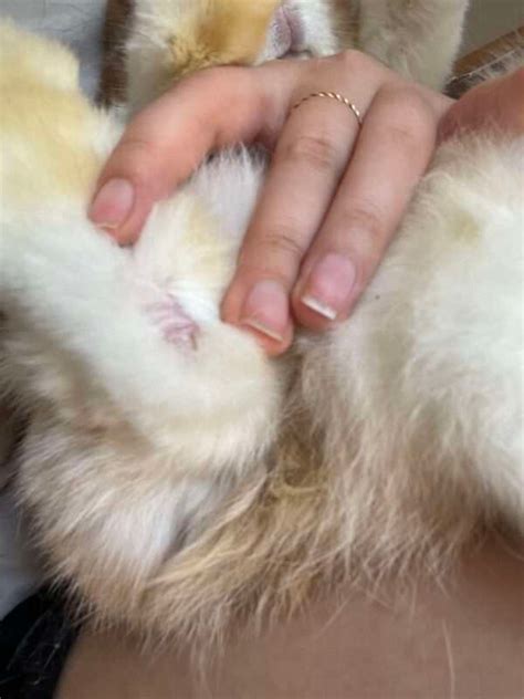 Pododermatite Lapin Causes Symptômes And Traitement Efficace Chaussons Tapis