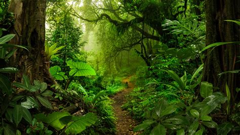 Rainforest And Why Are They Important